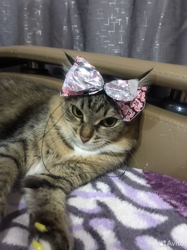Продам кошку