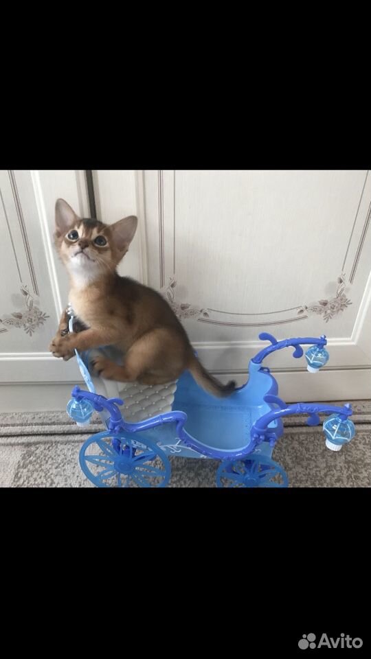 Абиссинские котята