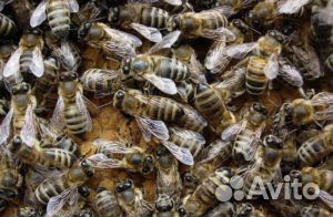 Пчелы кавказские