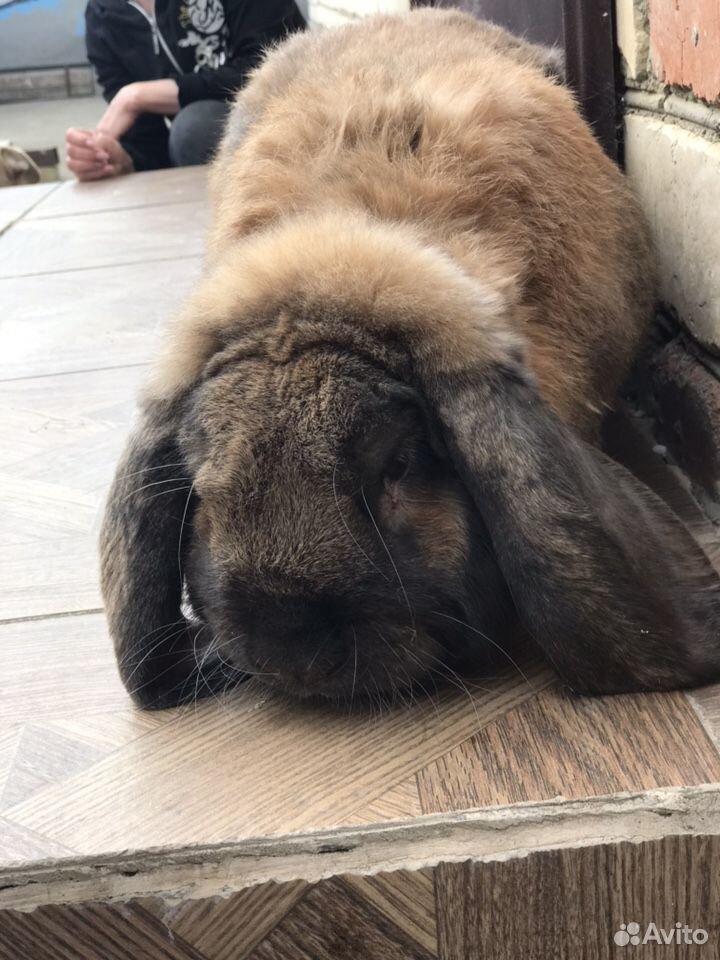 Кролик Мадагаскарец Баран и другие