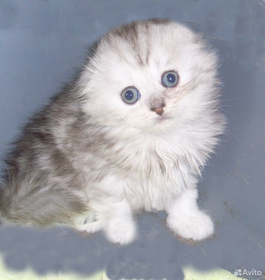 Хайленд фолд-Хороша