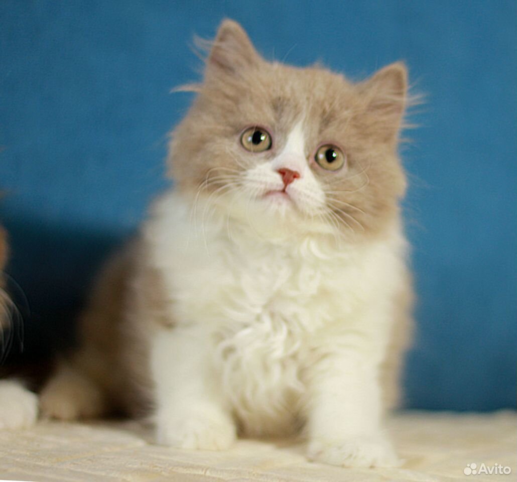 Мужчинка вашей мечты.Лиловый д.ш.котик