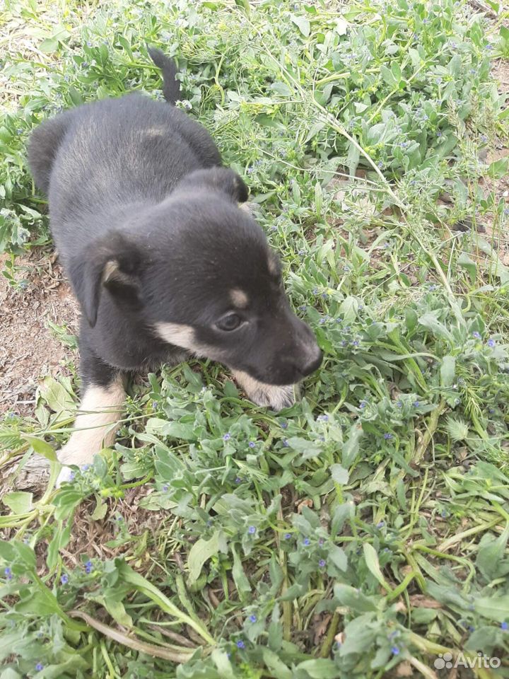 В добрые руки