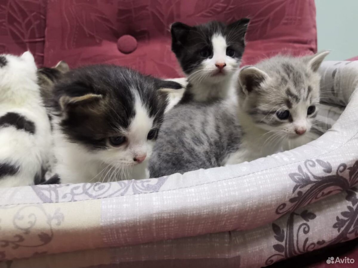 Котята