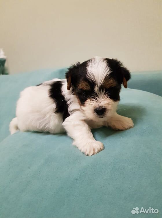 Бивер мальчик