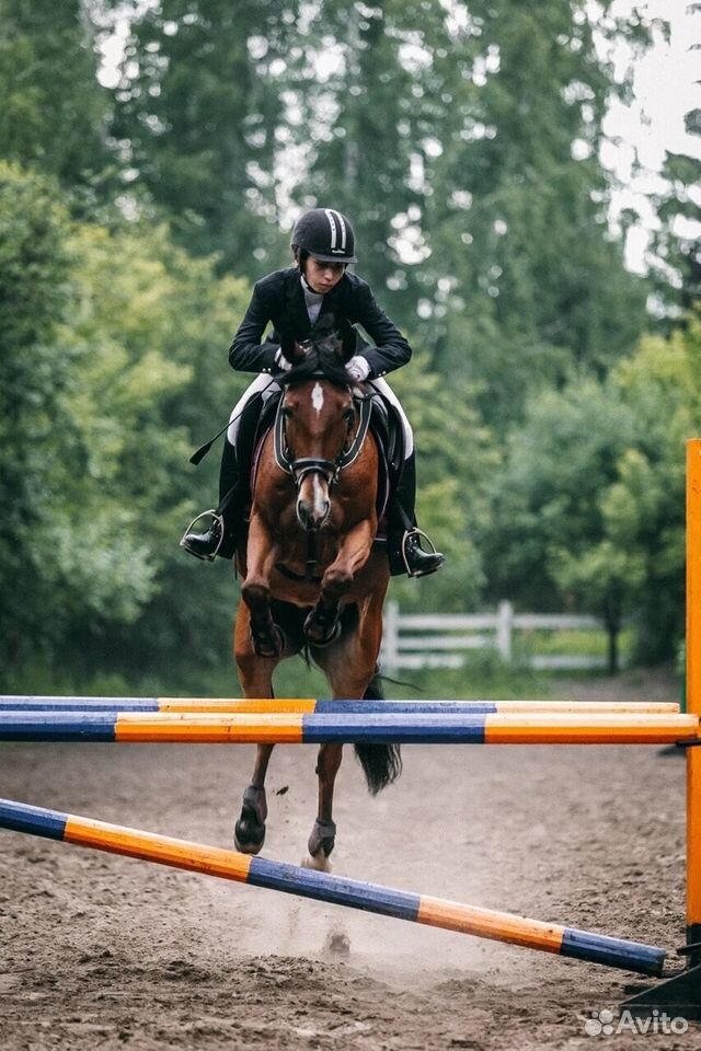 Спортивная лошадь