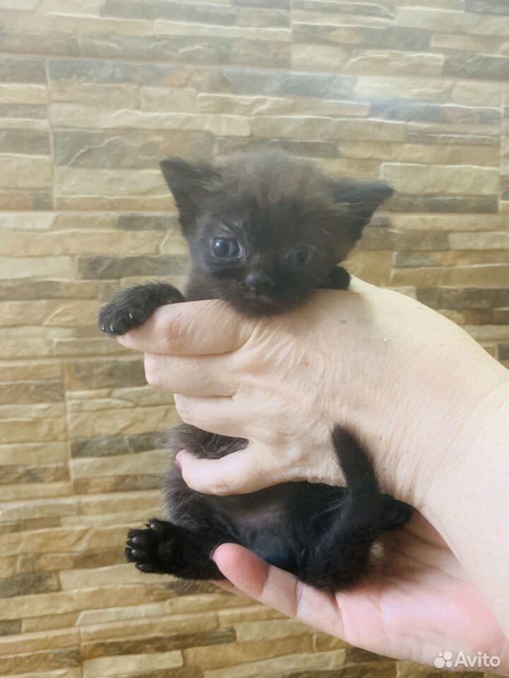 Британец прямоухий