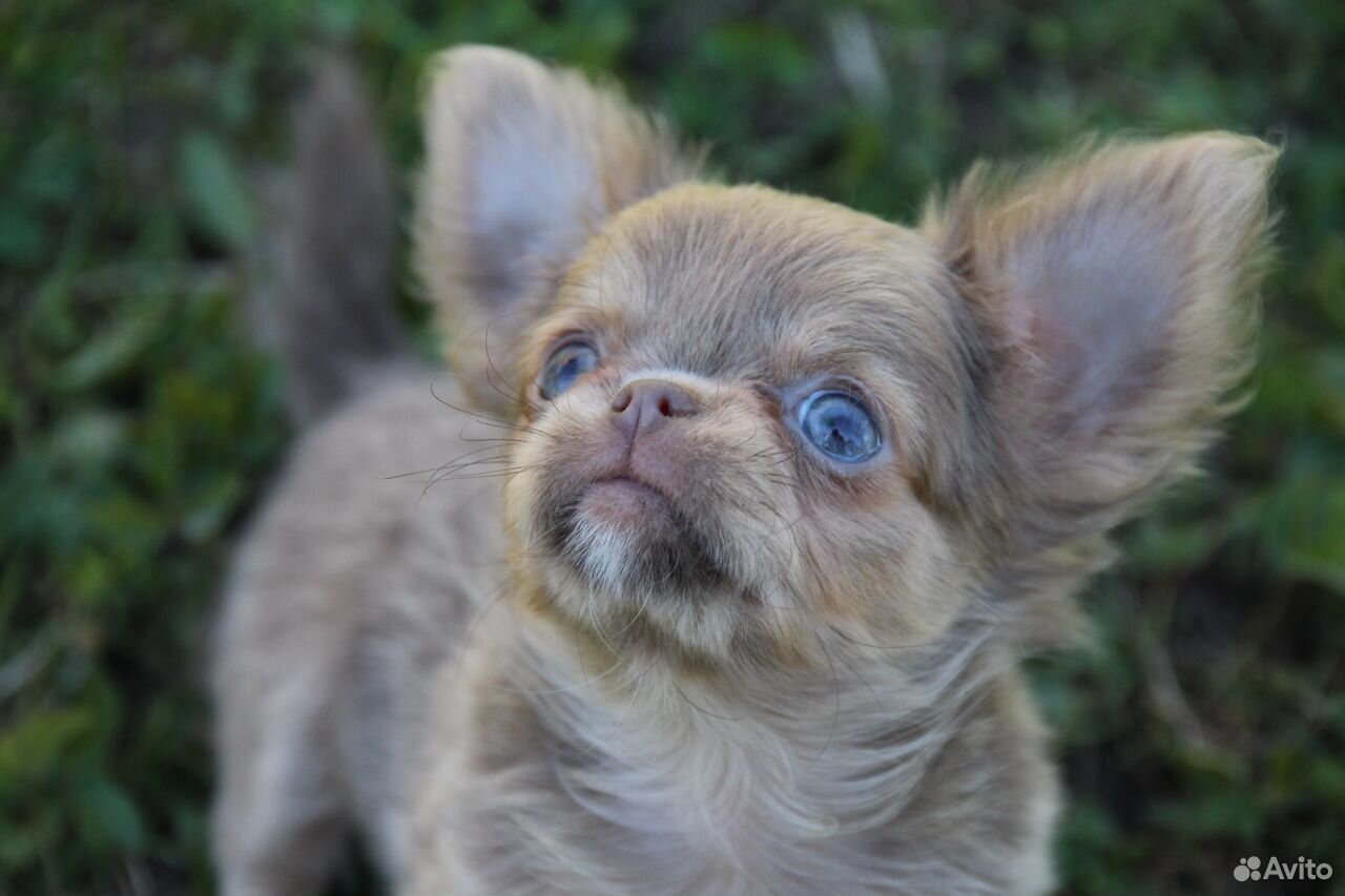 Лиловая красота