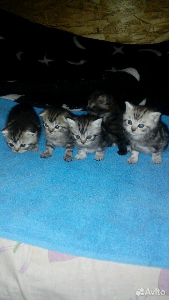 Котята шотландские