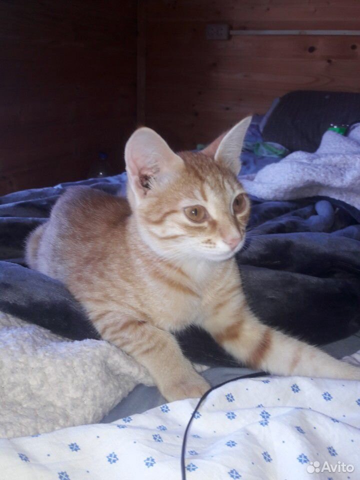 Продаётся кошка