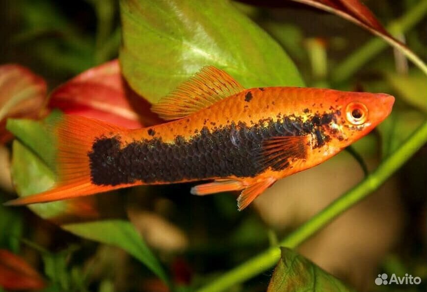 Молинезия лирохвостая