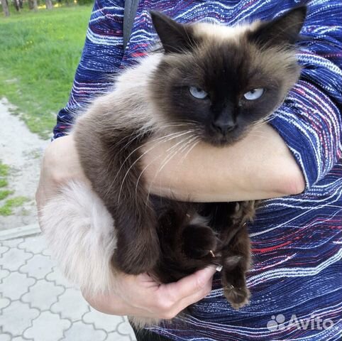 Кошка сиамская бесплатно