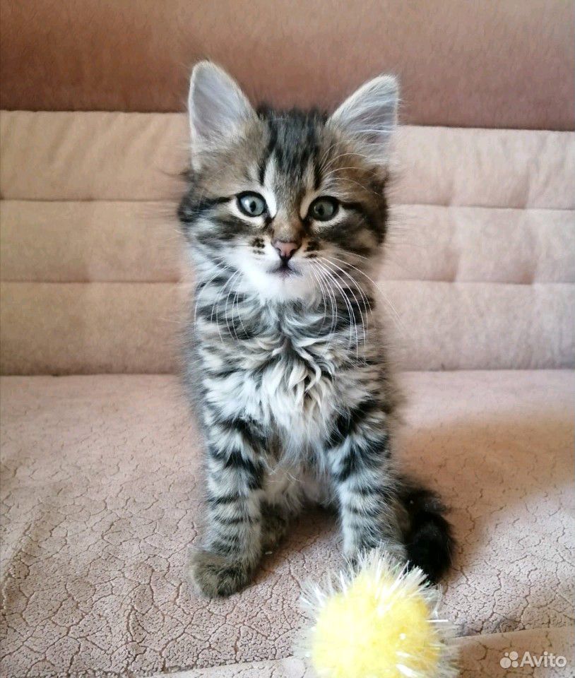 Котик Гарик 2 мес