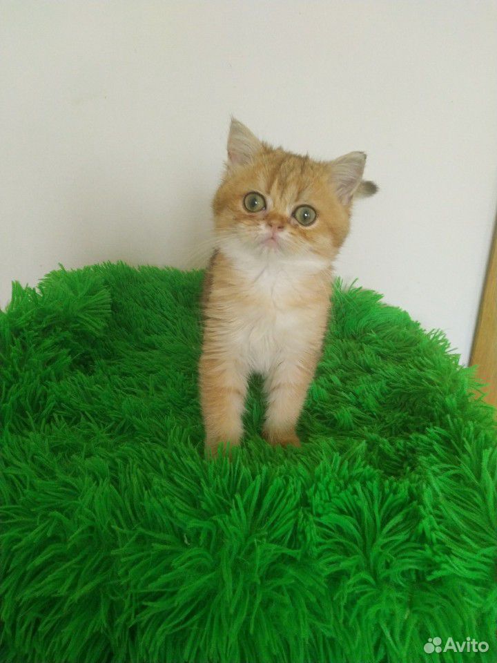Шотландское золото