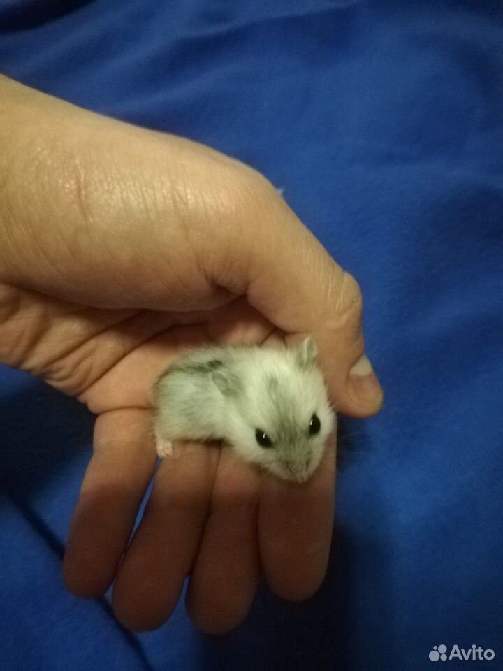 Джунгарский хомяк