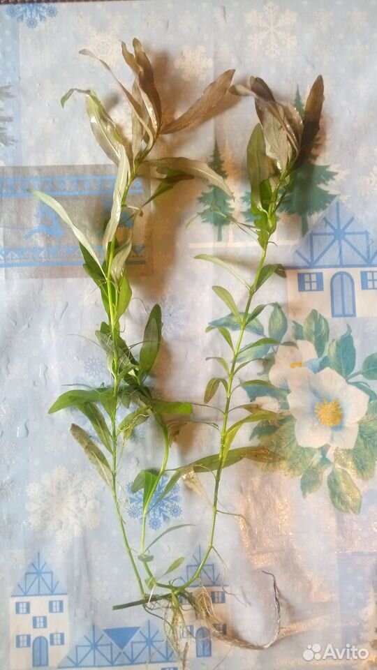 Гигрофила многосеменная