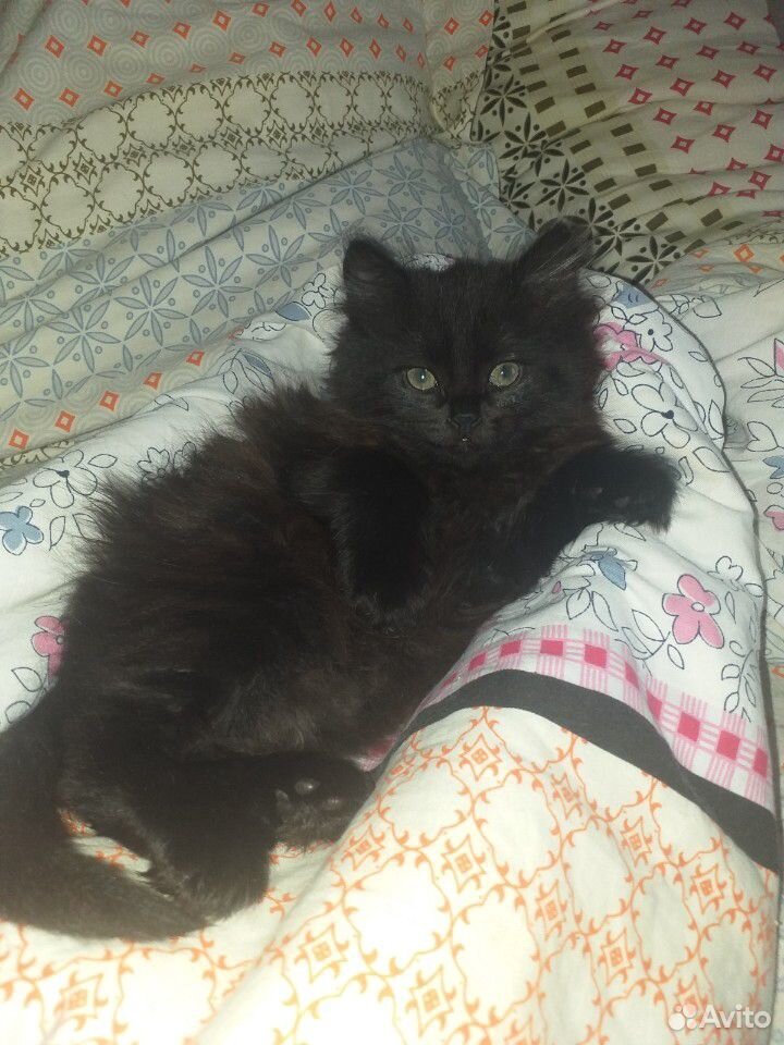 Кошка