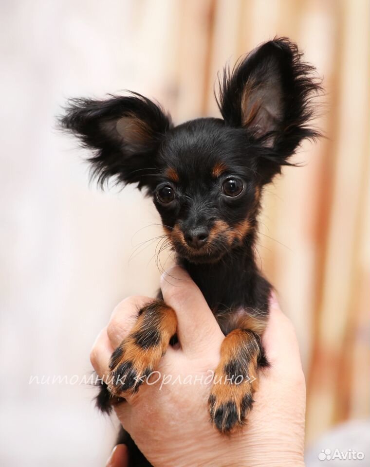 Далила - миниатюрное ушастое очарование. РКФ