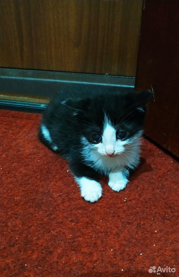 Котенок мальчик