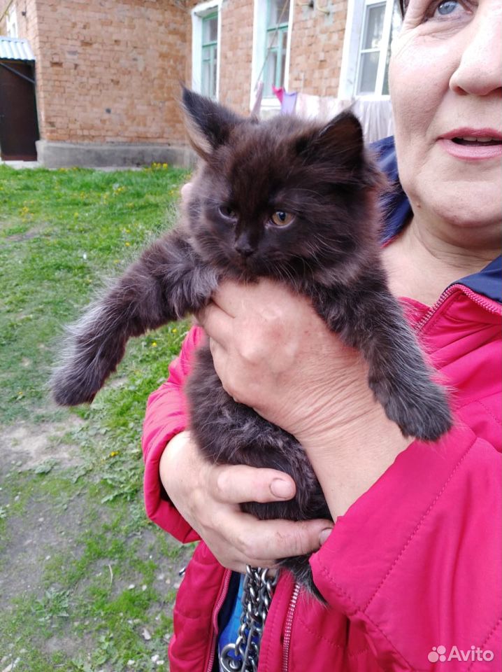 Отдам кошку