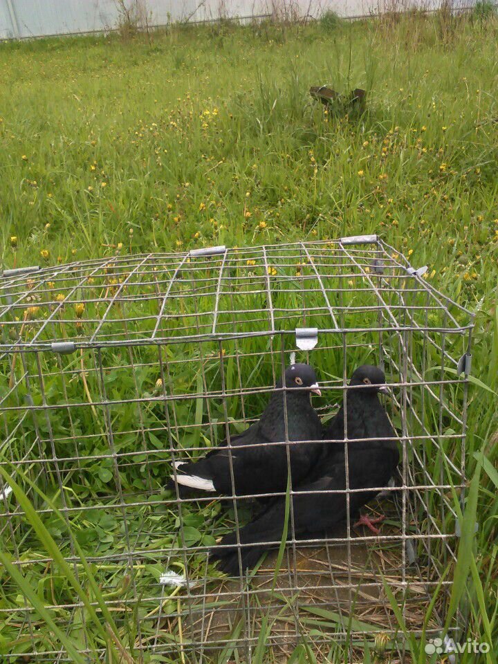 Голуби свердловские