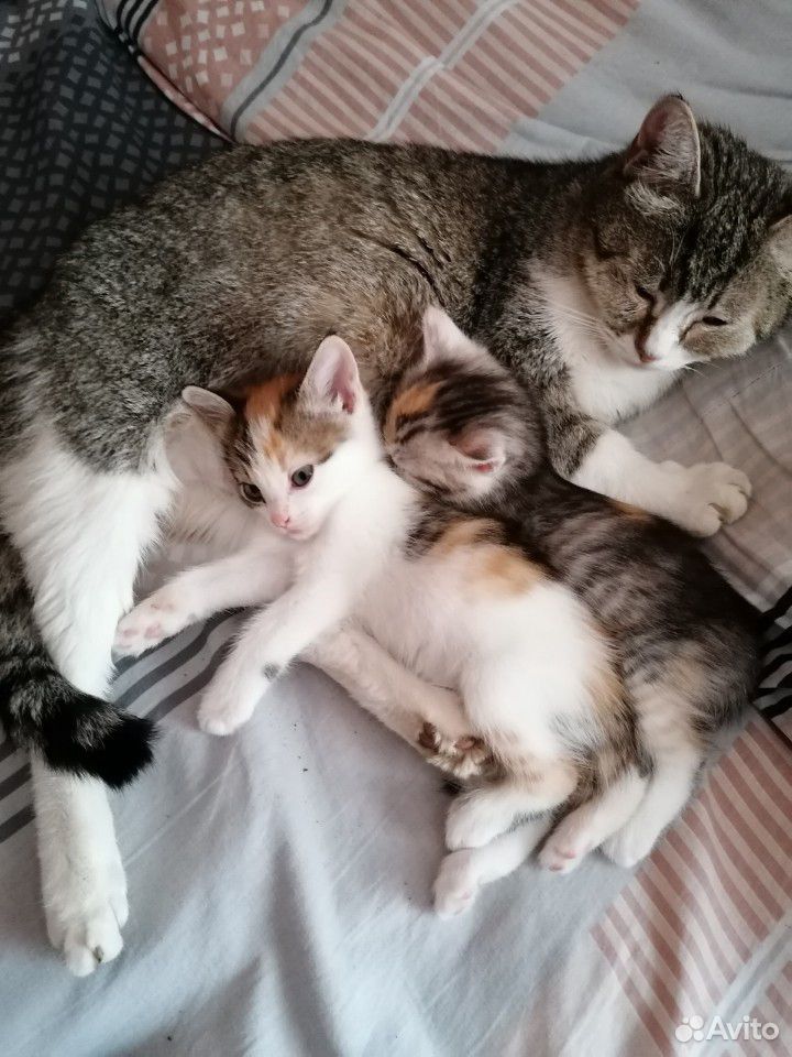 Котята