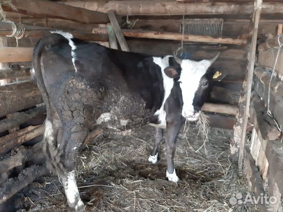 Корова (телка) 1,5 года