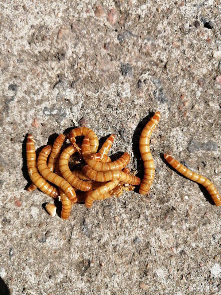 Мучной червь