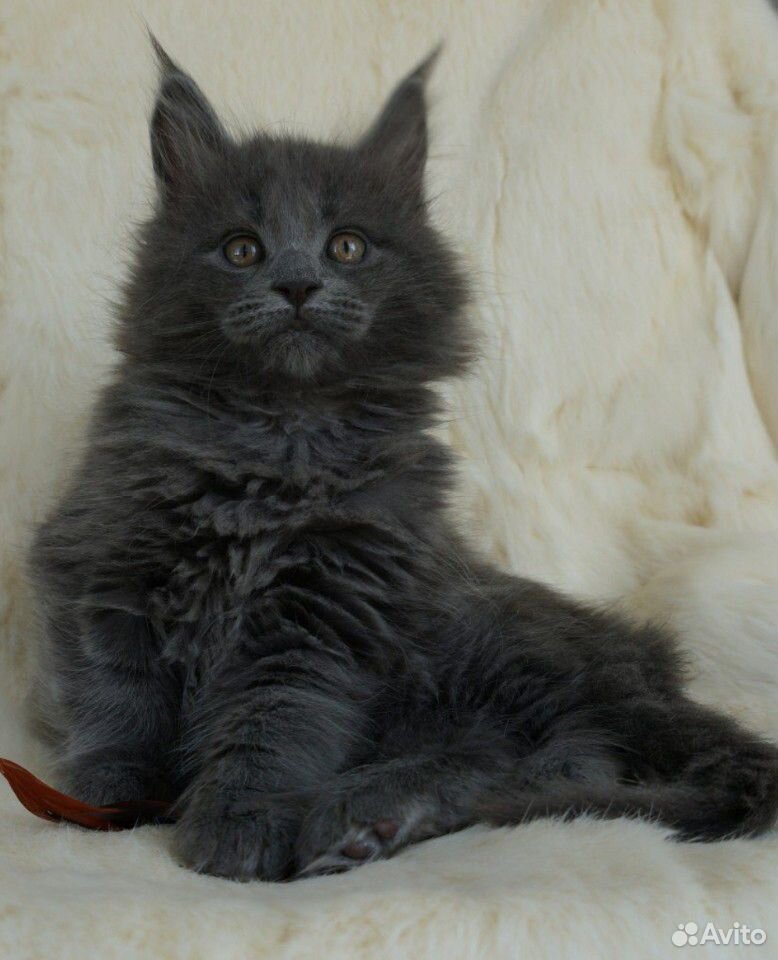 Кунята голубого и лесного окрасов