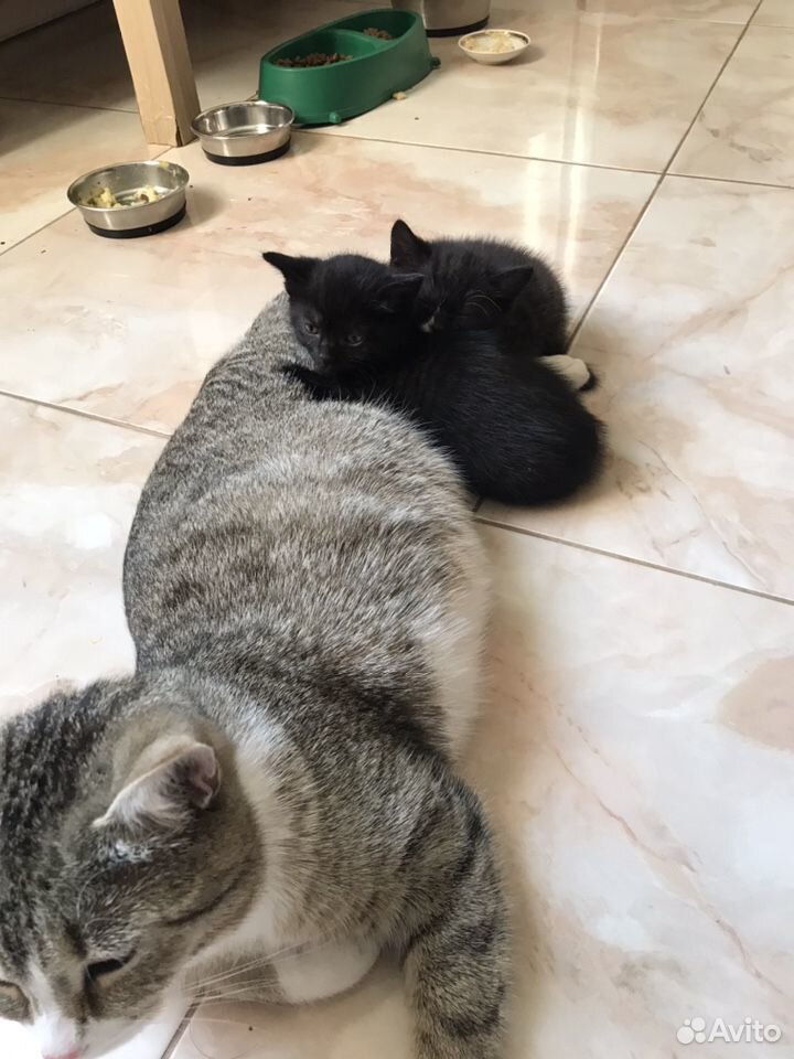 Котята в добрые руки