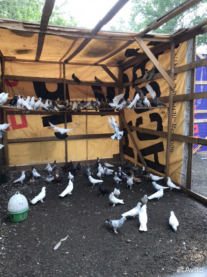 Лётные и Бойные Голуби