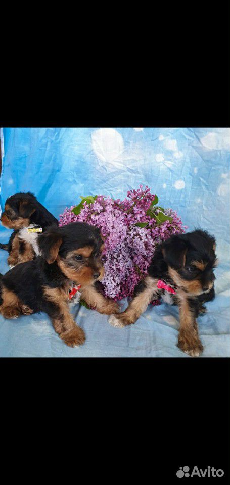 Йоркширский терьер