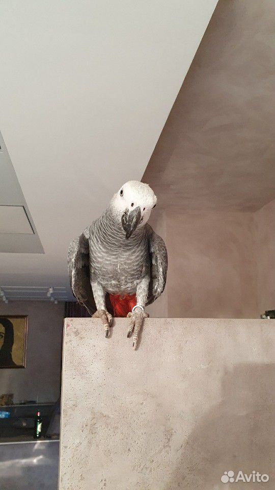 Попугай Гришка