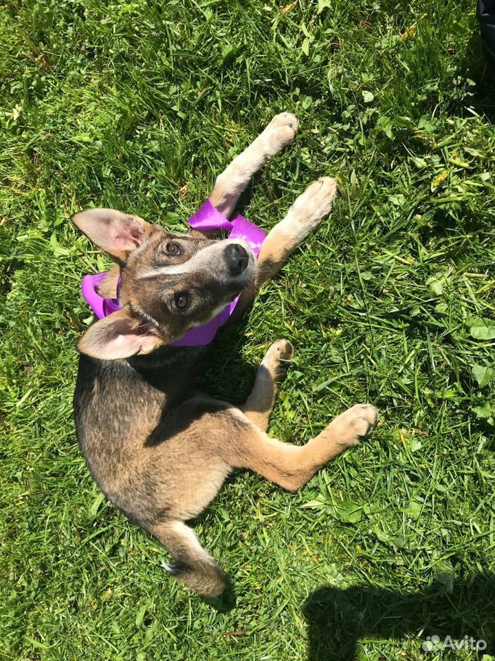 Щенок в дар, добрые руки