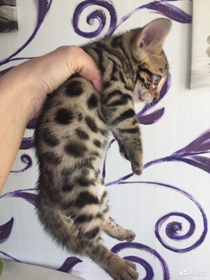 Бенгальские мальчики