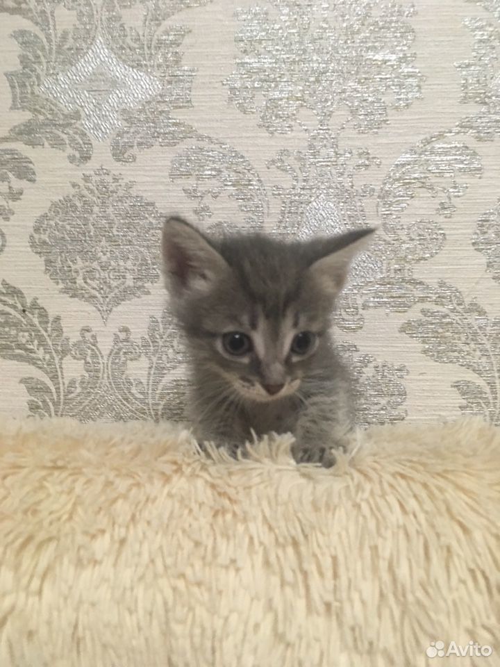 Котенок