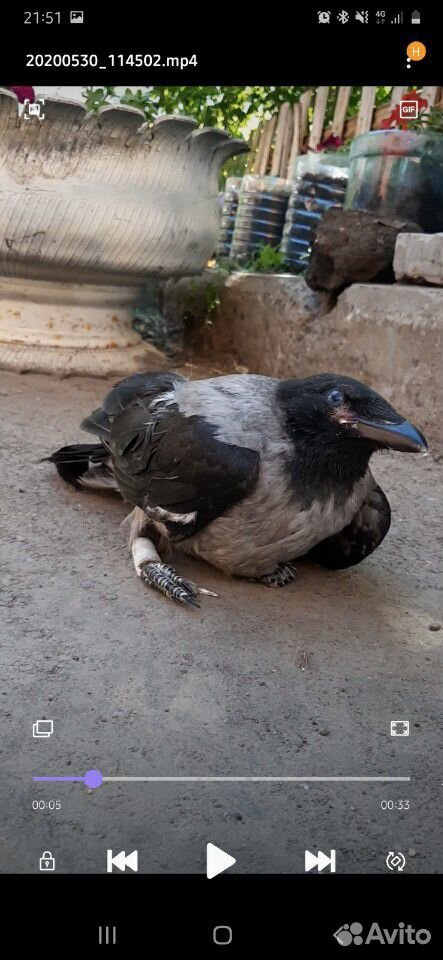 Вороненок в добрые руки