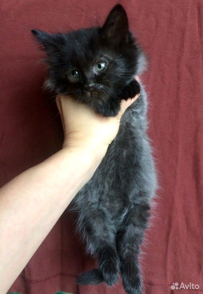 Котик с голубым подпалом