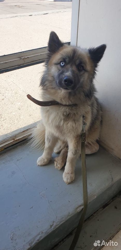 Метис Хаски Леди