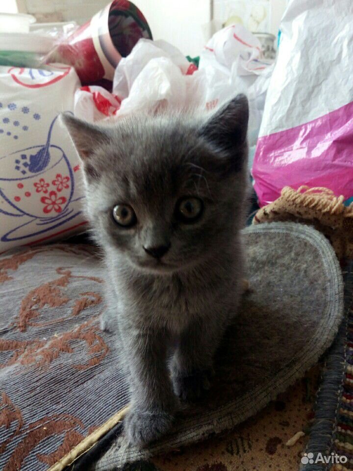 Котик серый дымчатый