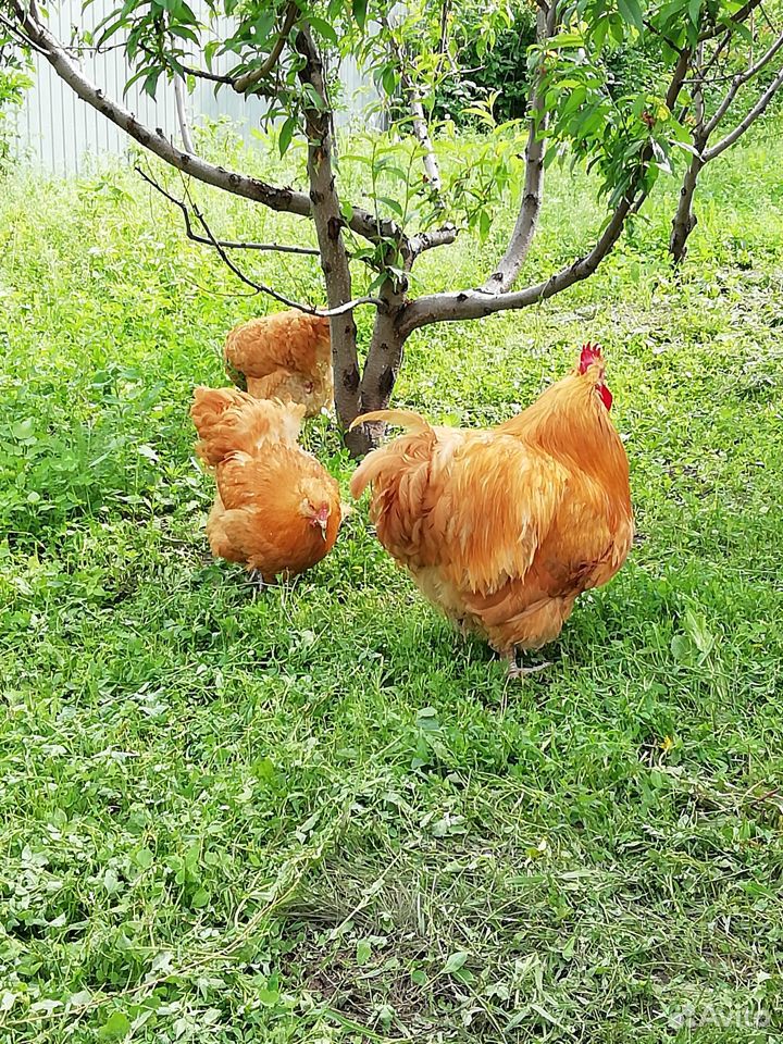 Брама Орпингтон