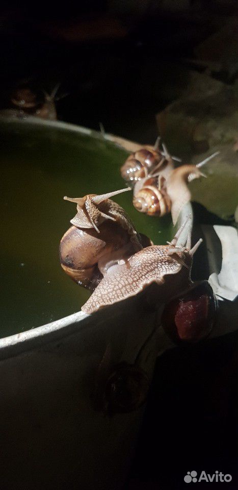 Виноградные улитки