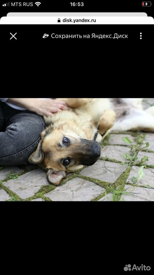 Немецкая овчарка (метис)