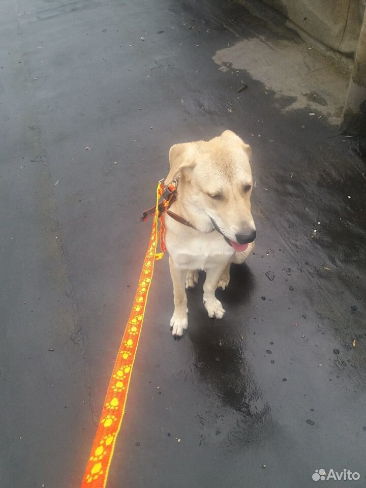 Отдам собаку в добрые руки