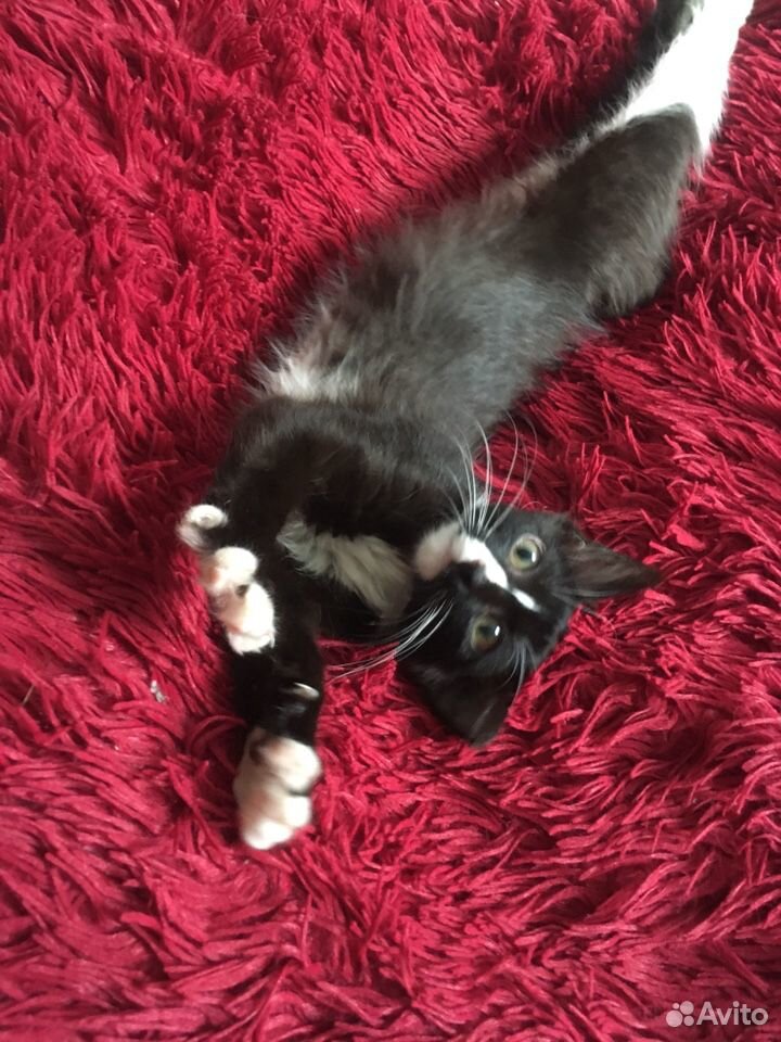 Котёнок примерно 4 месяца