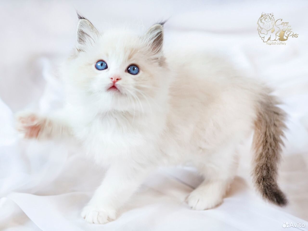Регдолл малыш
