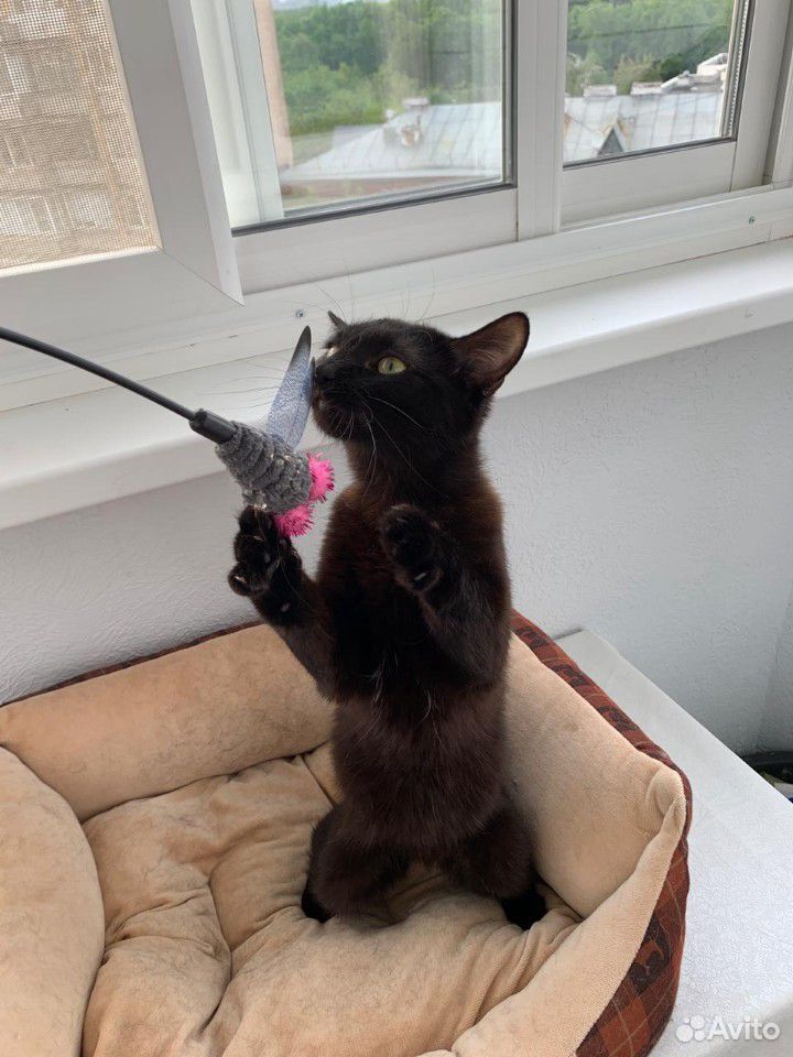 Изящная красавица