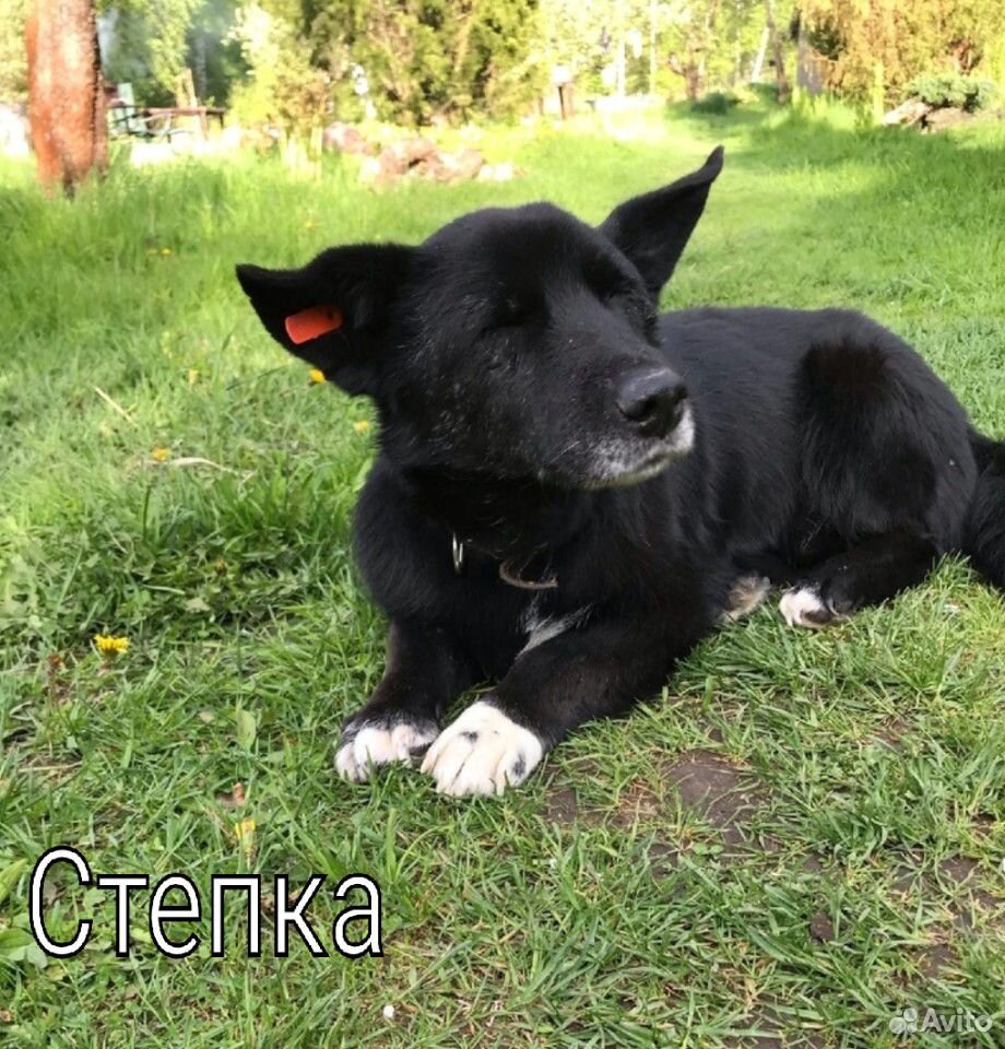 Собаки Мишка и Степка, 6лет. Кастрированы