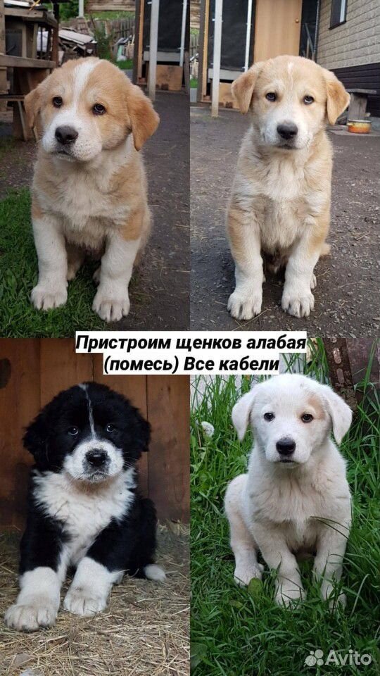 Алабай щенки (помесь)
