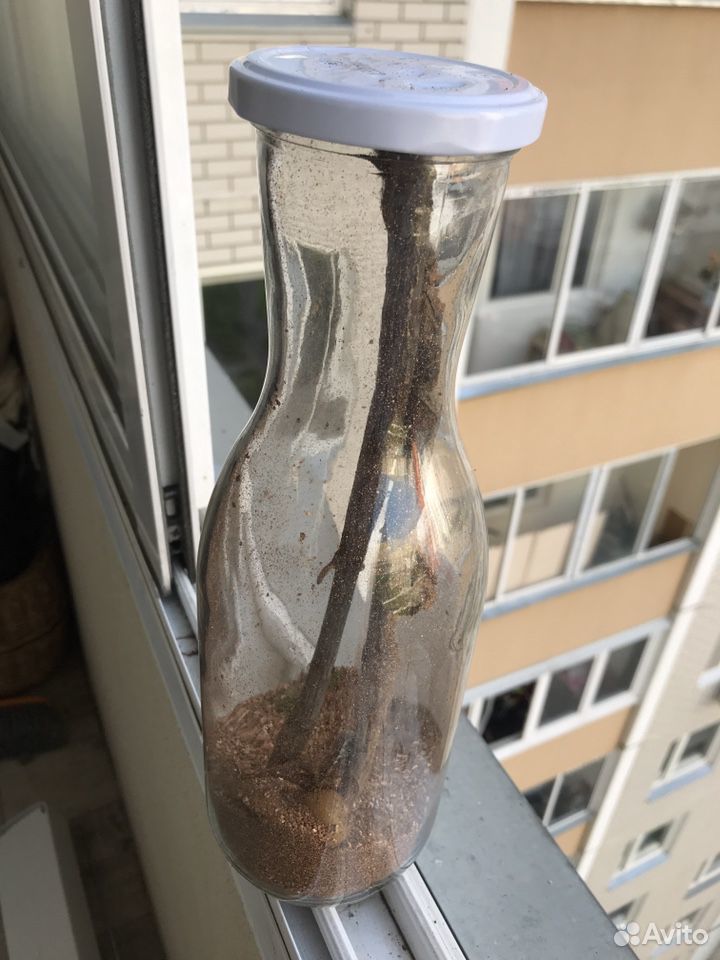 Банка с хрущом